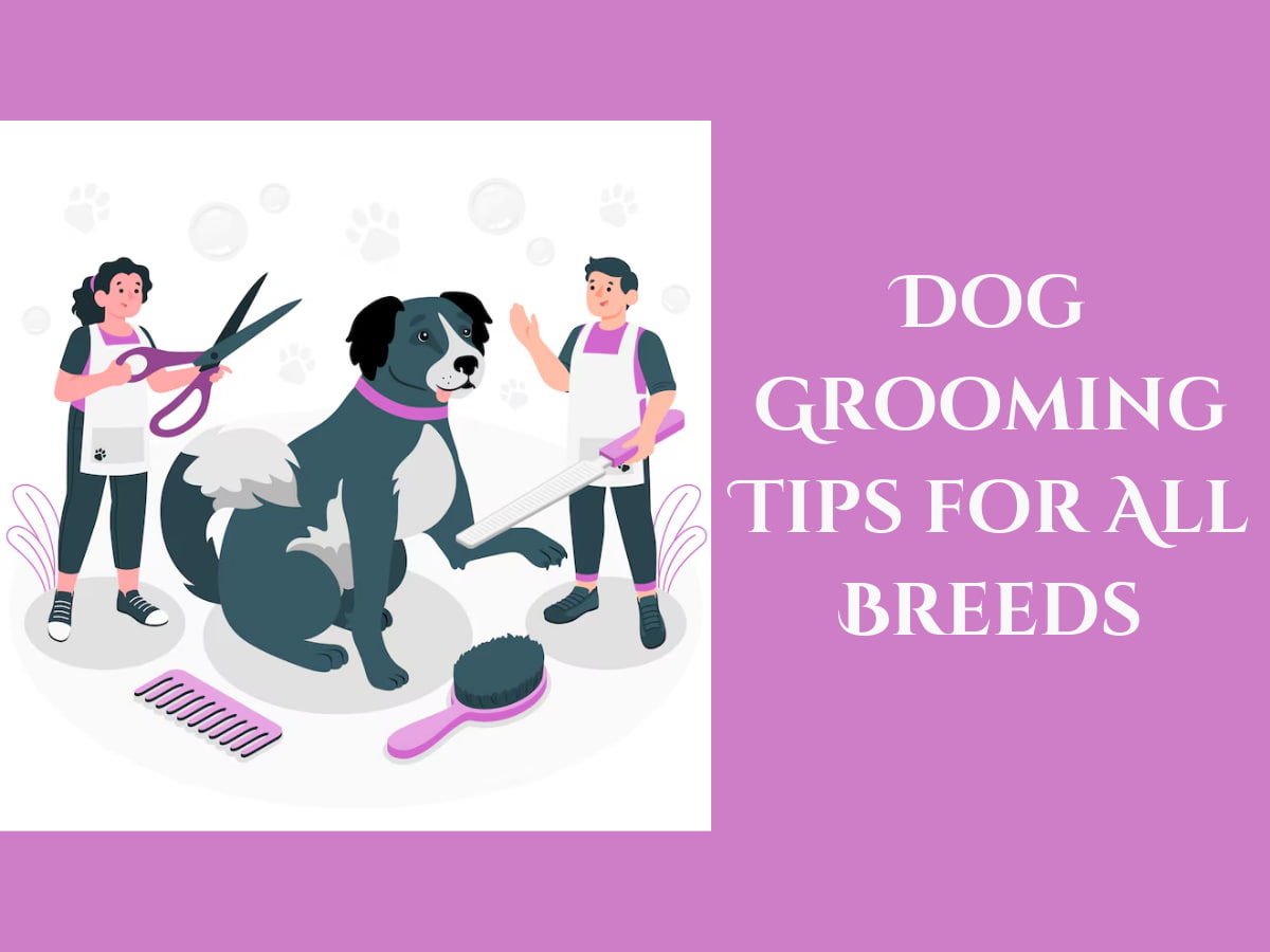 Dog Grooming Tips for Every Breed | Ultimate Guide