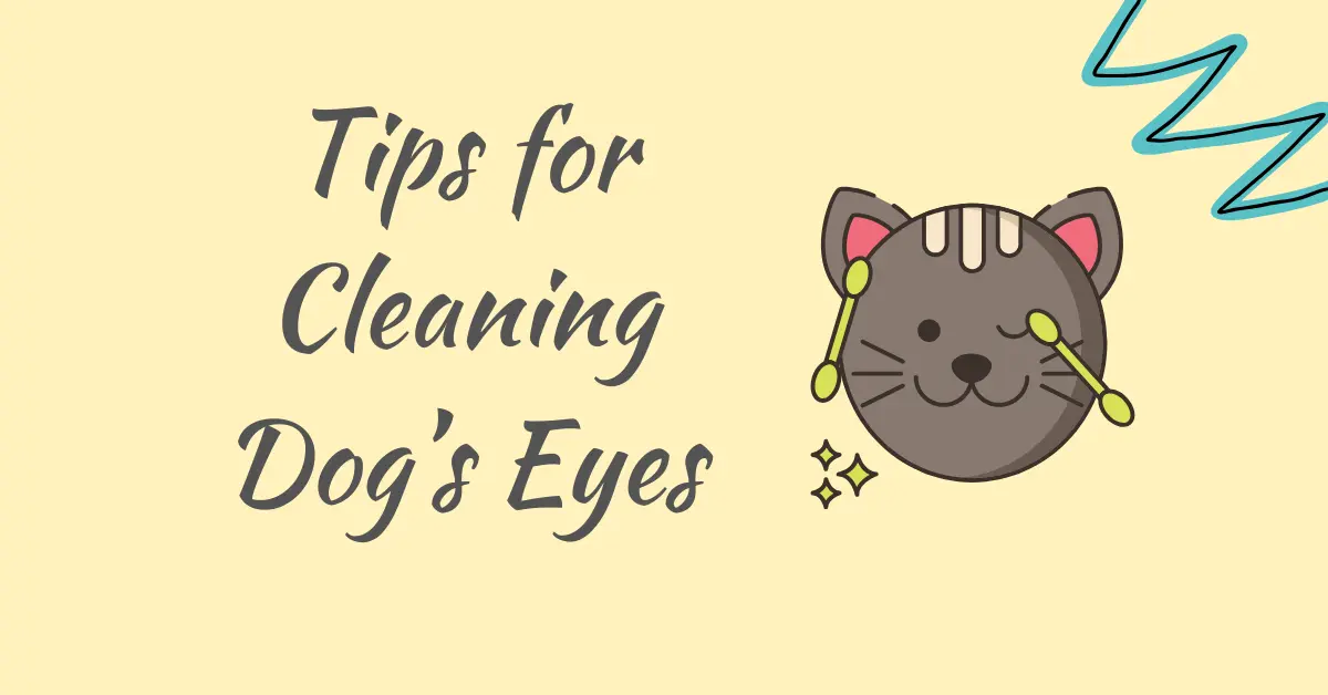 How to Clean a Dog’s Eyes: A Complete Guide - Crazy Pets-Professional ...