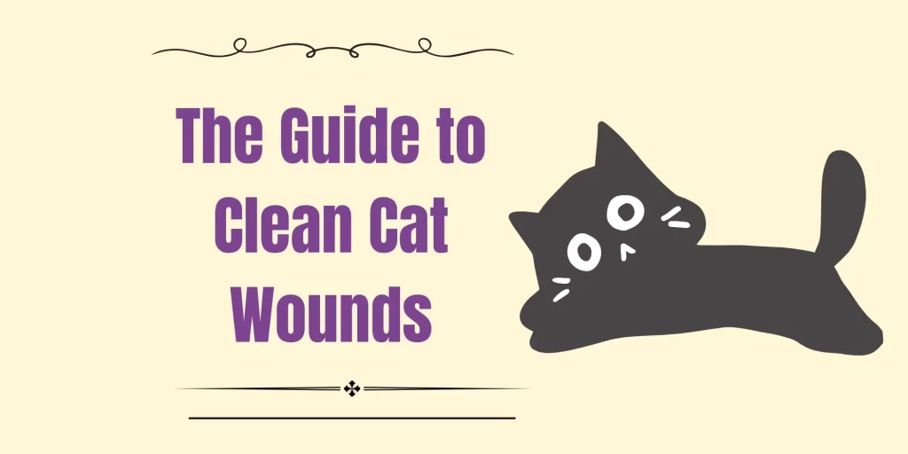 What to Clean a Cat Wound With: Safe and Effective Solutions - Crazy ...
